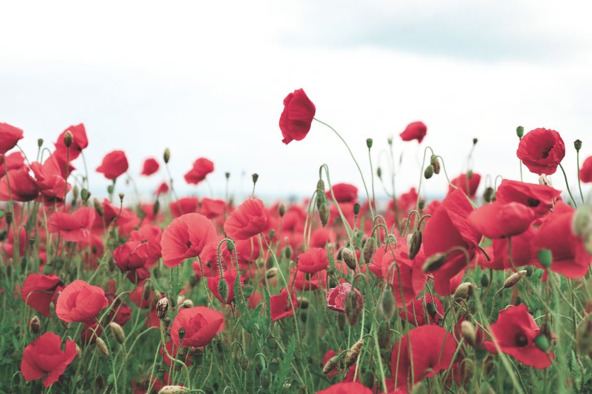 Aguonos ne tik kepiniams: kada sėti aguonas gėlynuose?