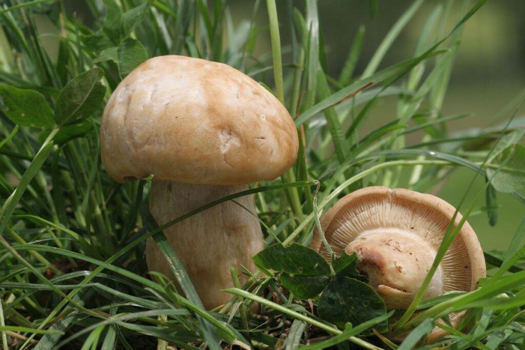 Pavasarinė balteklė (avižėlės) - naudingesnė už kitus grybus?