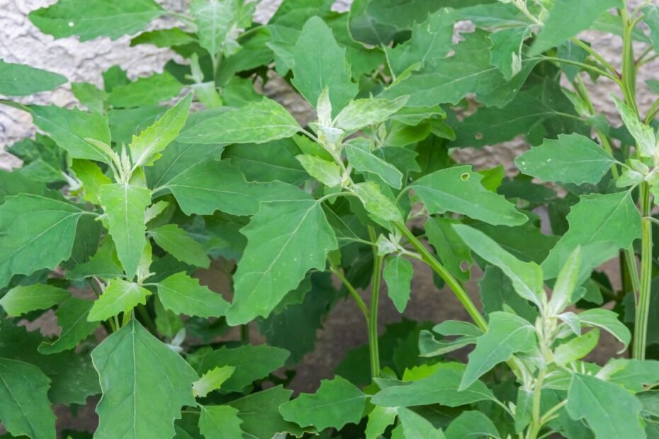 Balanda: jos nauda ir skanūs bei netikėti receptai