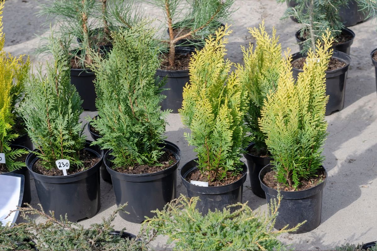 Kada sodinti tujas? Žaliuojanti siena saugos namų privatumą