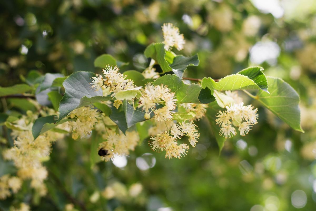Liepa - kaip sodinti, auginti ir prižiūrėti šiuo medžius