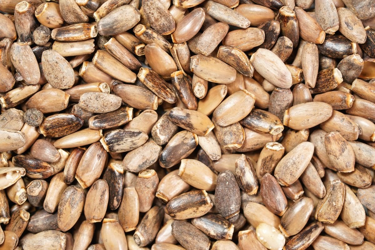 Margainio sėklos: kodėl jas verta įtraukti į maisto racioną