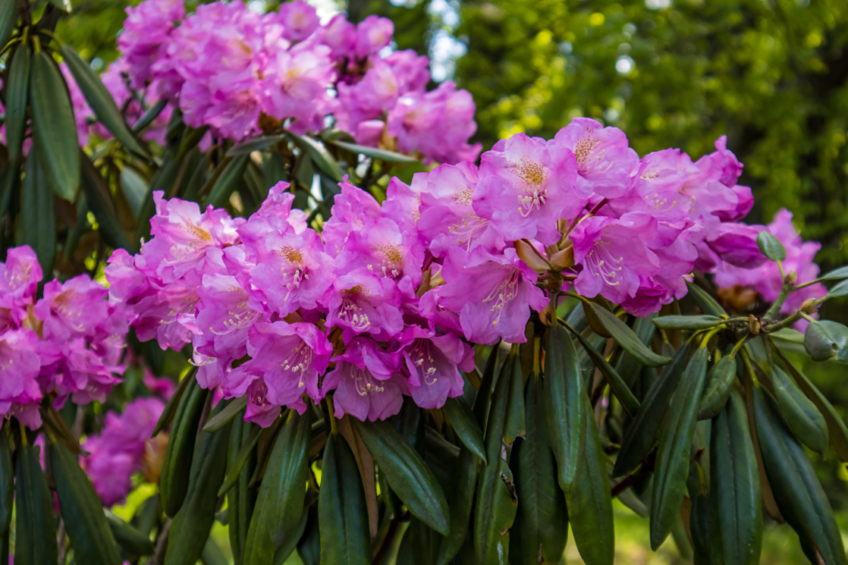 Rododendrų sodinimas: kada ir kaip tai atlikti?