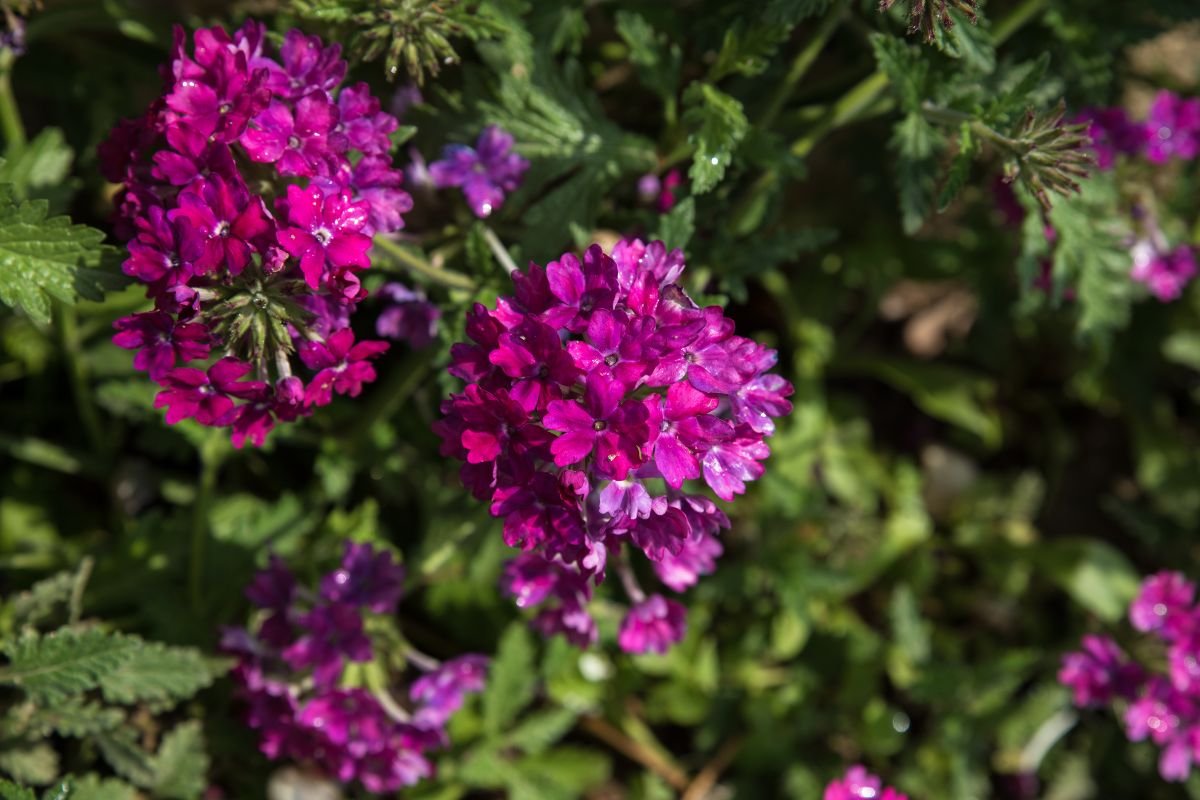 Verbena: kaip auginti ir prižiūrėti citrusais kvepiančią gėlę