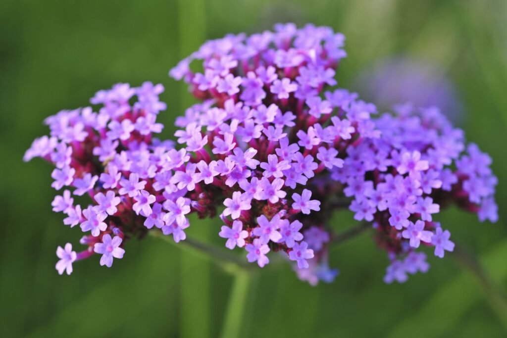 Verbena: kaip auginti ir prižiūrėti citrusais kvepiančią gėlę