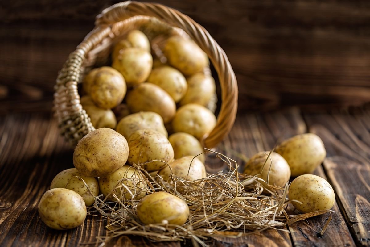 Bulvių auginimas mažose erdvėse: maišuose, dėžėse ir kt.