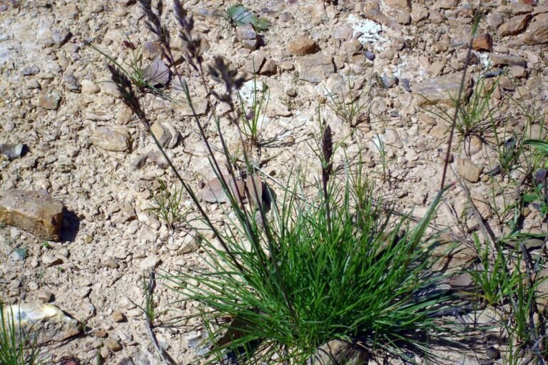 Smilgos: skirtingos rūšys, ypatumai, auginimas ir priežiūra