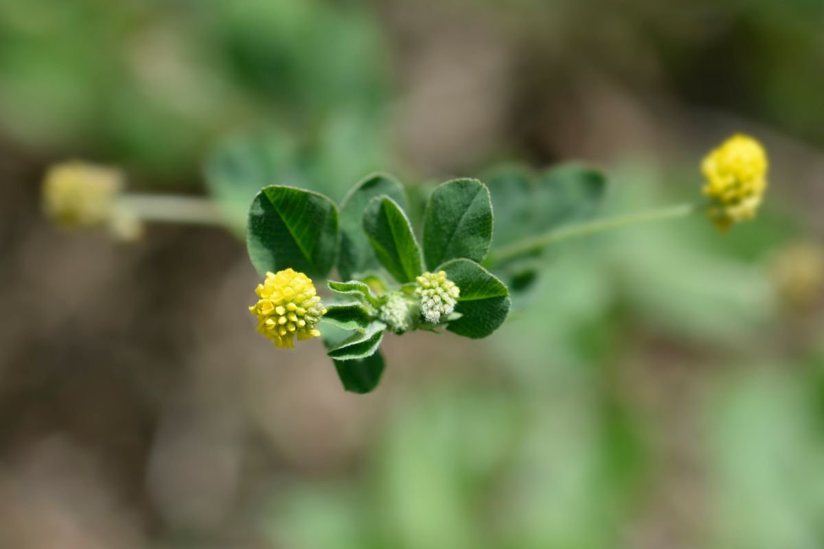 Kaip ir kada sėti liucerną kaip trąša ir kada - maistui?