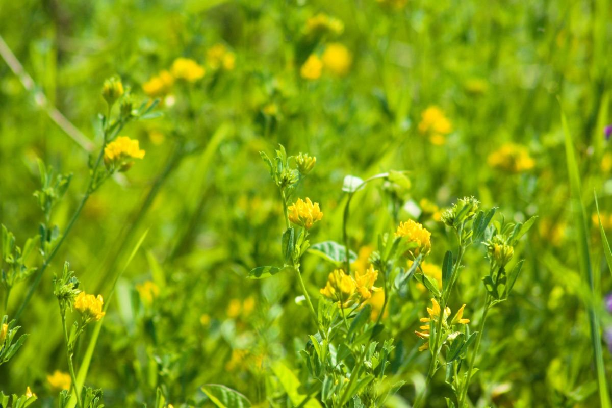 Kaip ir kada sėti liucerną kaip trąša ir kada - maistui?