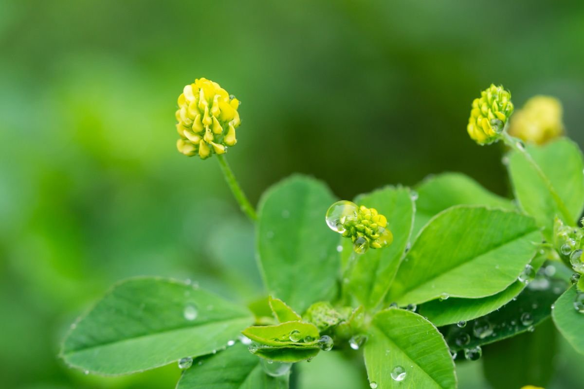 Kaip ir kada sėti liucerną kaip trąša ir kada - maistui?