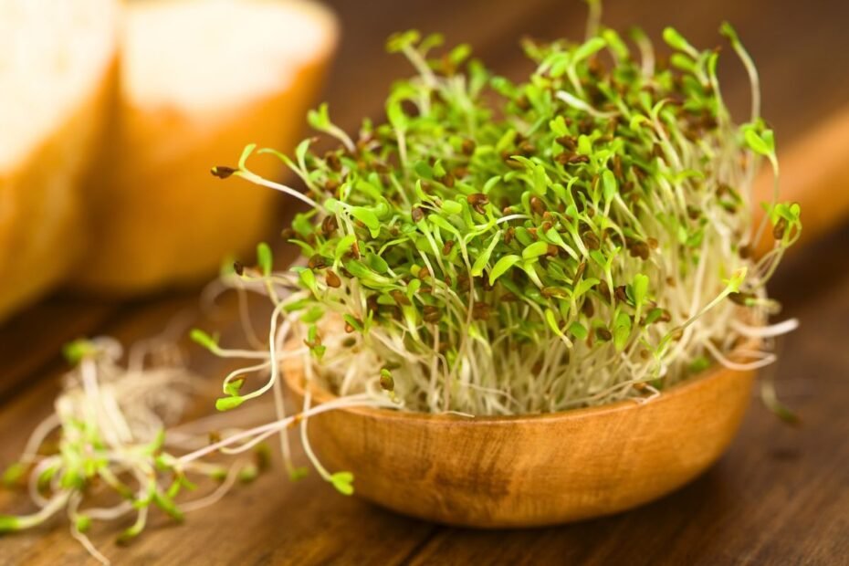 Kaip ir kada sėti liucerną kaip trąša ir kada - maistui?