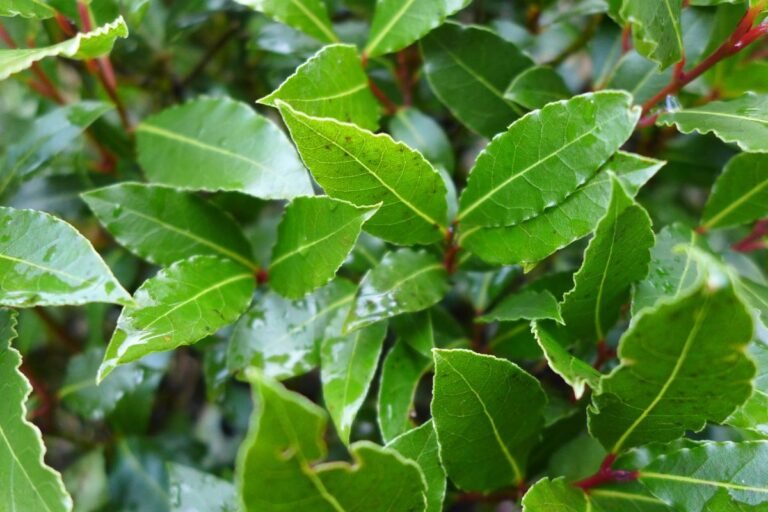 Lauramedis – tobulas namų augalas: kaip jį prižiūrėti?