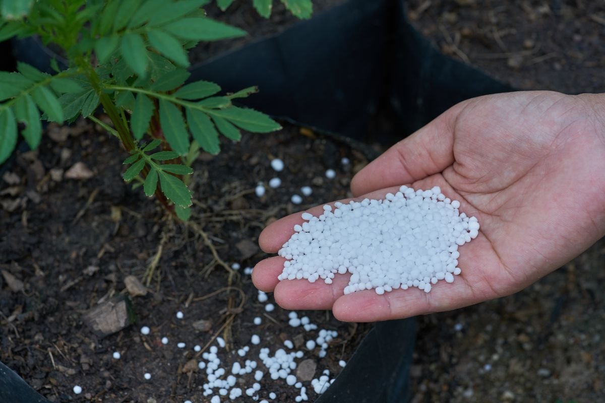 Magnio sulfatas: kaip, kada ir ką juo tręšti?