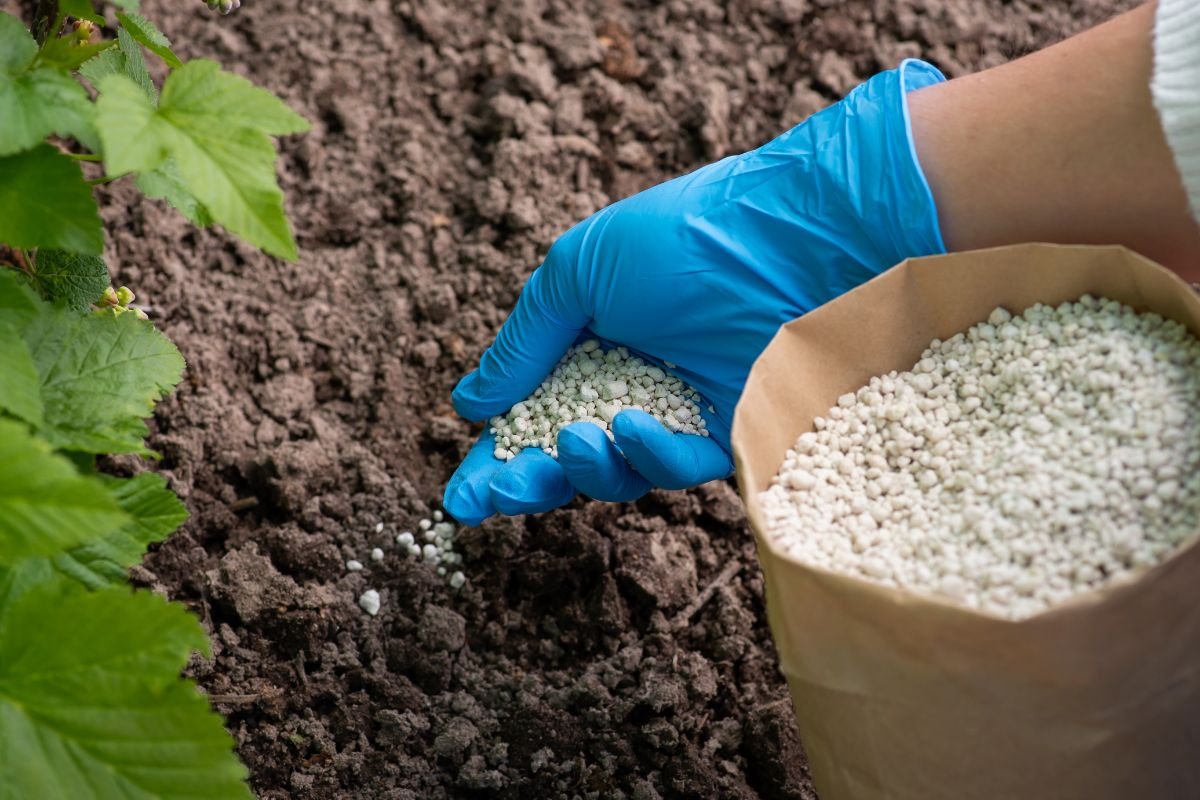 Monokalio fosfatas: kodėl augalams būtinas kalis ir fosforas