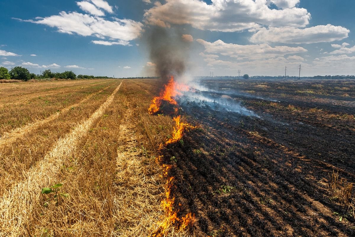 Kada draudžiamas žolės deginimas ir kokia gresia atsakomybė