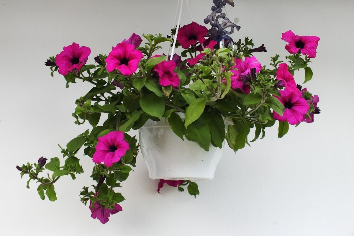 Balkono gėlės: kokios tik saulėtam balkonui, kokios pavėsyje