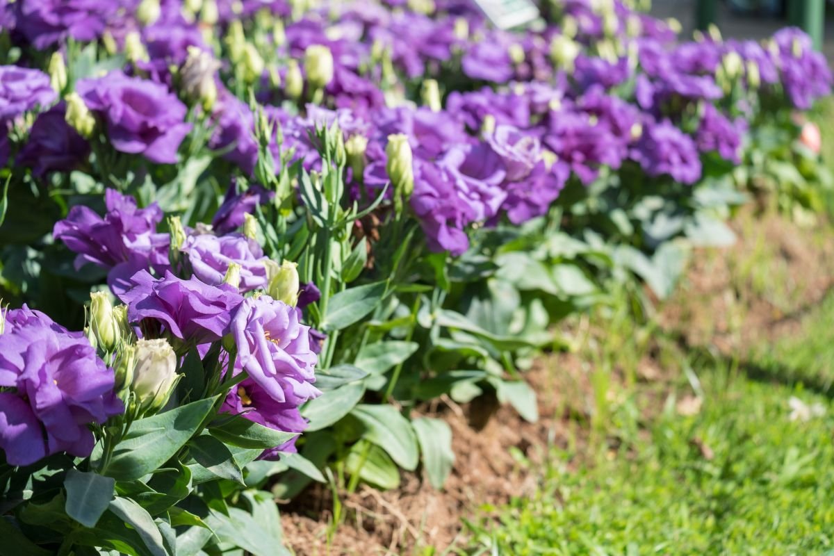 Eustoma – neišpasakyto grožio gėlė, auginama ir kambaryje