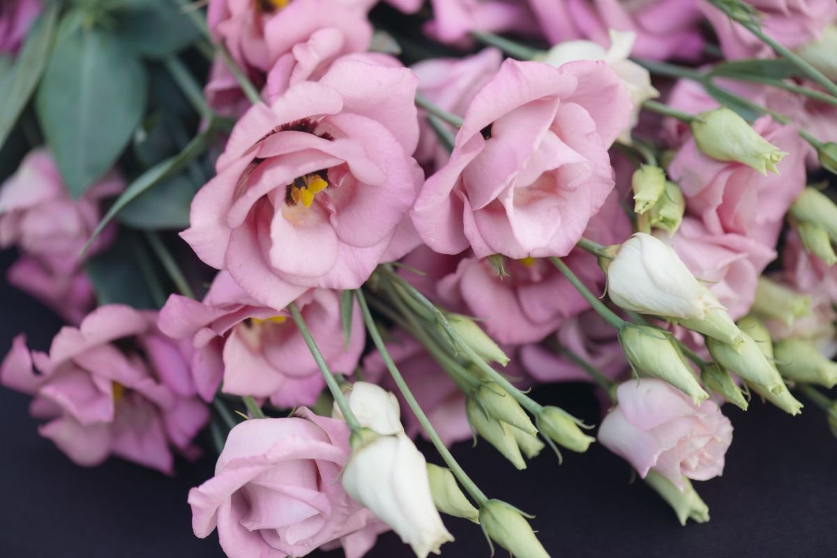 Eustoma – neišpasakyto grožio gėlė, auginama ir kambaryje