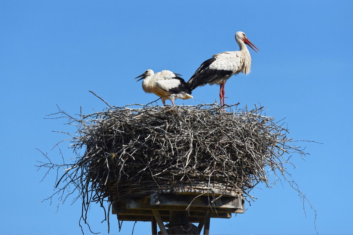 Gandras – itin laukiamas svečias sodybose Lietuvoje.
