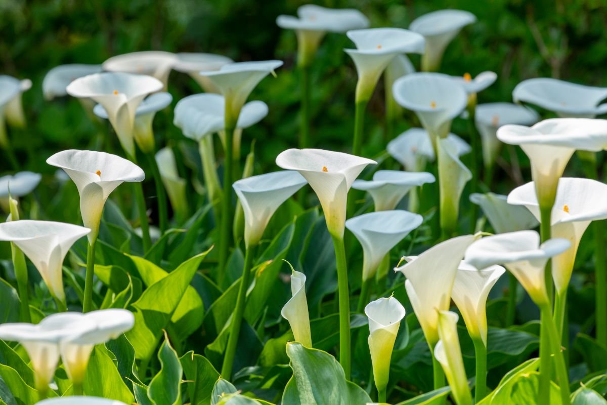 Kalija - puošniais, dideliais žiedais gėlė. Kaip ją auginti?