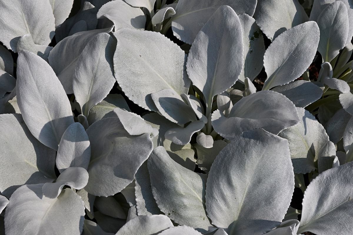 Angelo sparnai – žilė tinkama kompozicijoms. Kaip auginti?