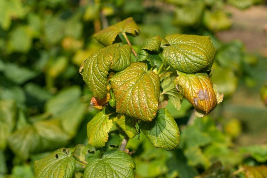 Juodųjų serbentų ligos ir kenkėjai – kaip saugoti ir gelbėti
