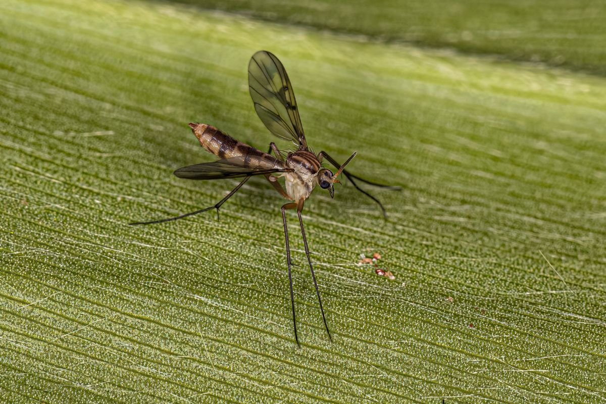 Muselės vazonuose: kaip išnaikinti museles vazonuose?