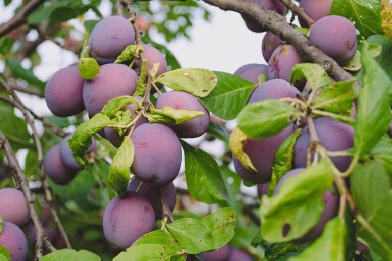 Slyva – lepi, bet gardi. Auginimo ir priežiūros patarimai