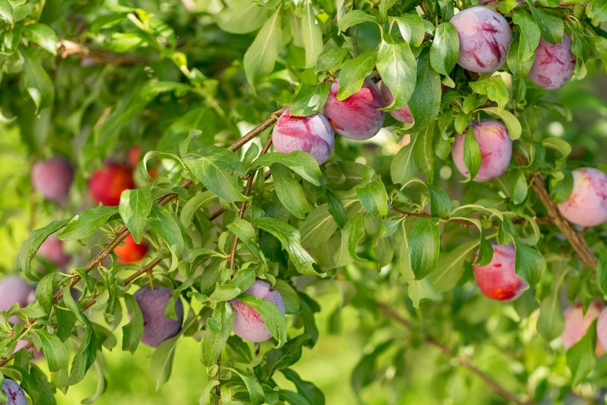 Slyva – lepi, bet gardi. Auginimo ir priežiūros patarimai