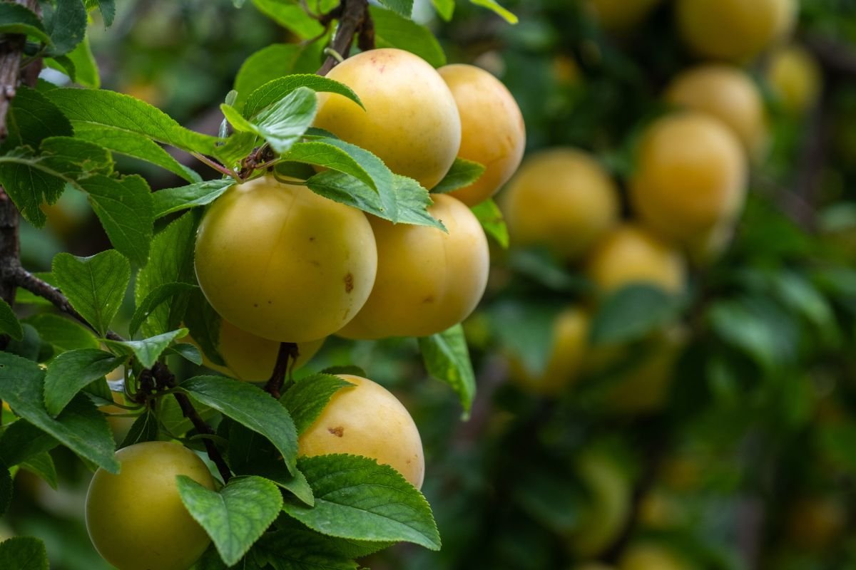 Slyva – lepi, bet gardi. Auginimo ir priežiūros patarimai