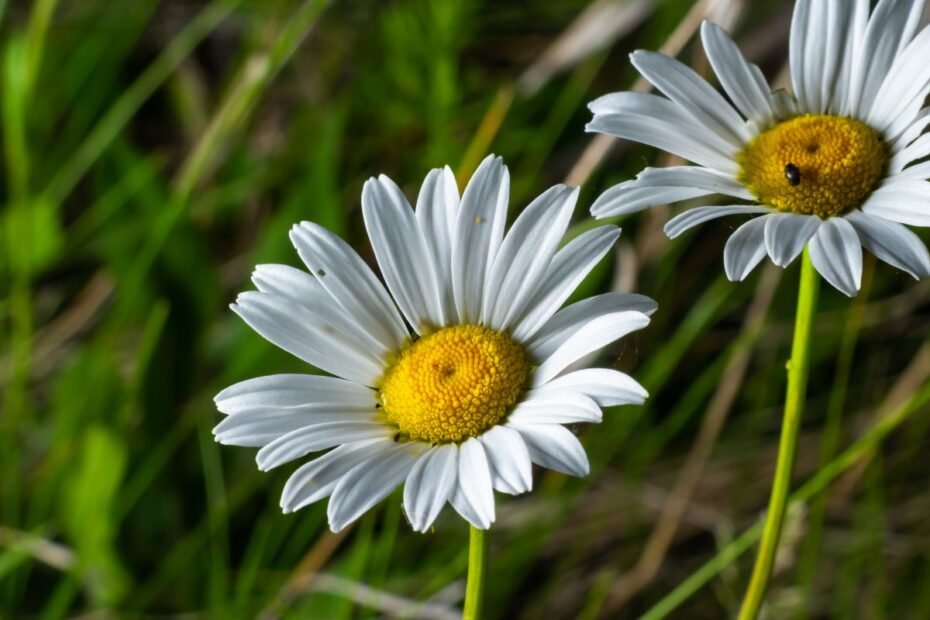 Ramunė ir ramunėlė – ar tai vienas ir tas pats augalas?