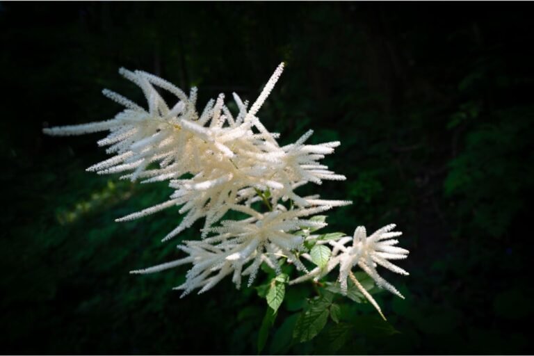 Arunkas: ar tiks jūsų sodui? Kaip jį auginti ir prižiūrėti?