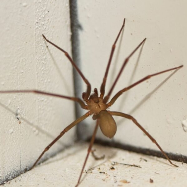 Kukmedis – lengvai formuojamas krūmas, tinkamas gyvatvorėms