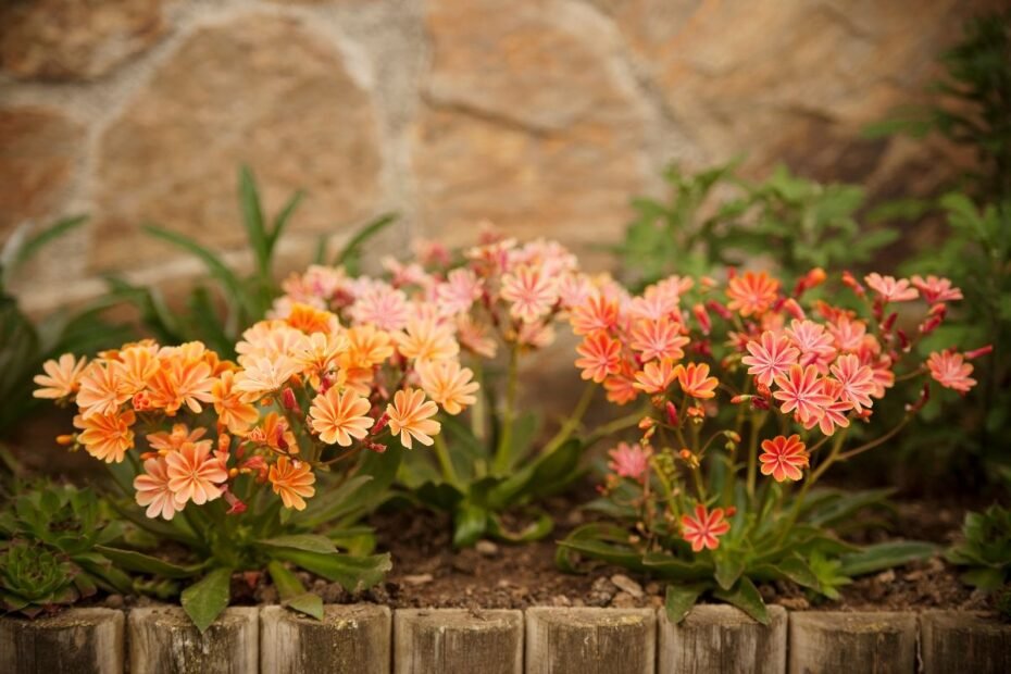 Levisija – reta, bet nuostabi viešnia mūsų gėlynuose