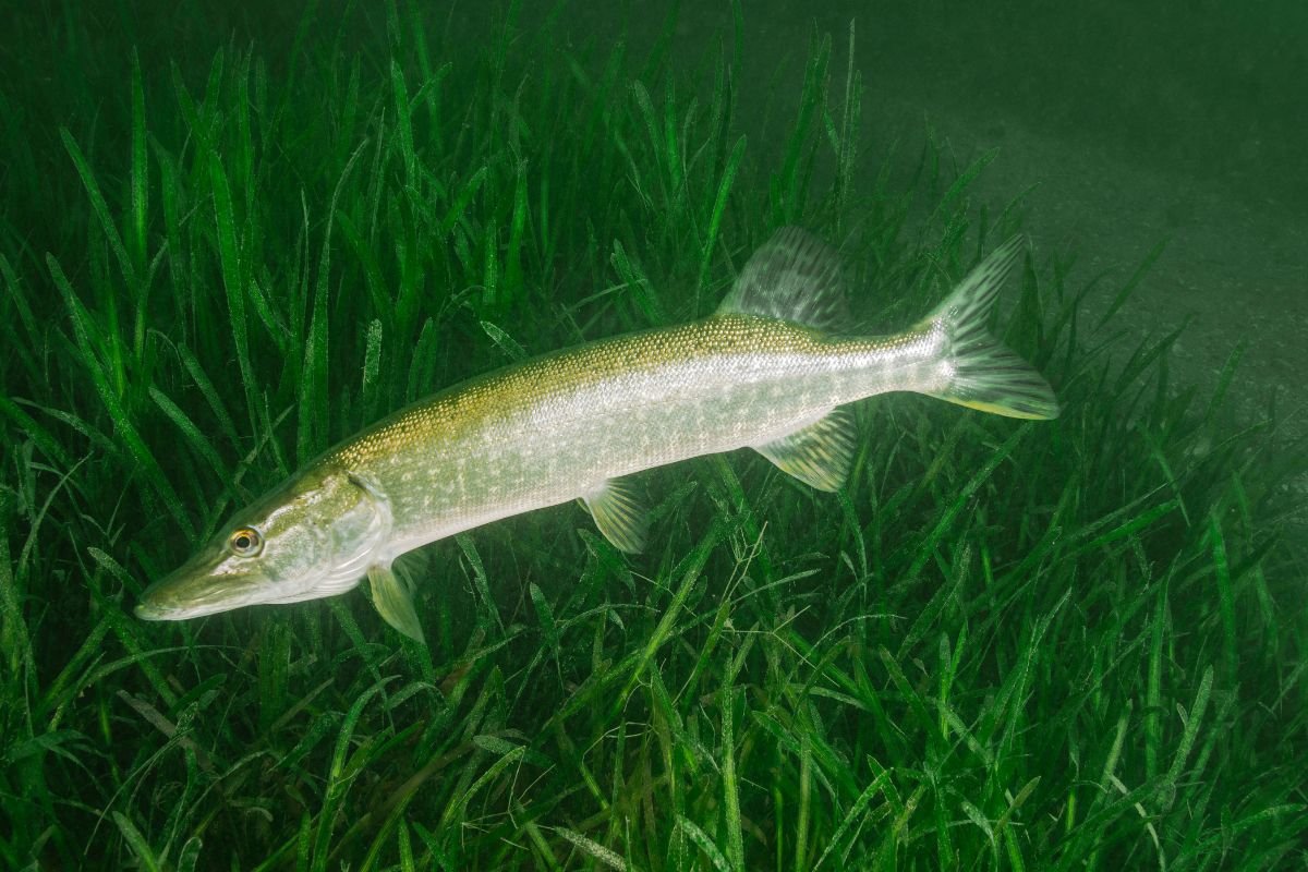 Kada galima gaudyti lydekas? Patarimai sėkmingai žvejybai