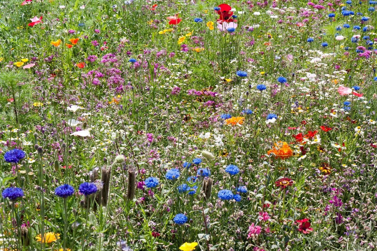 Pievos gėlės – naujas požiūris į gėlynus. Kaip pradėti?