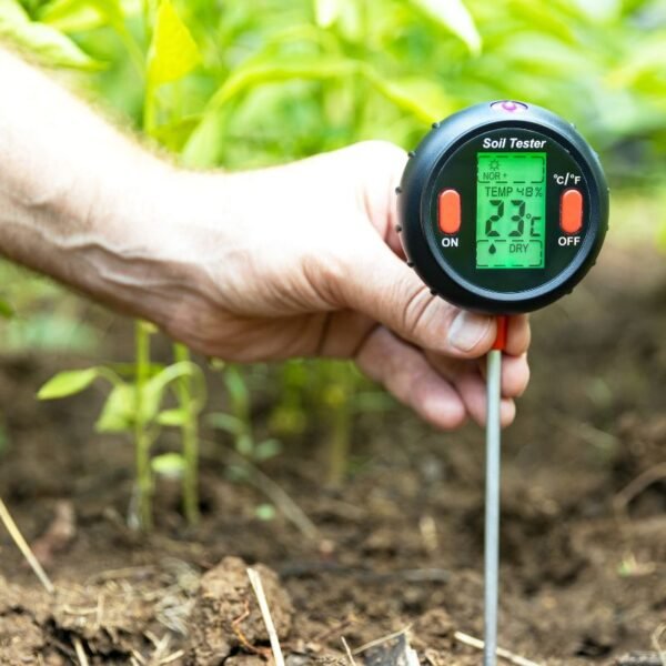 Populiarusis arbatos grybas - kombucha - natūralus vaistas