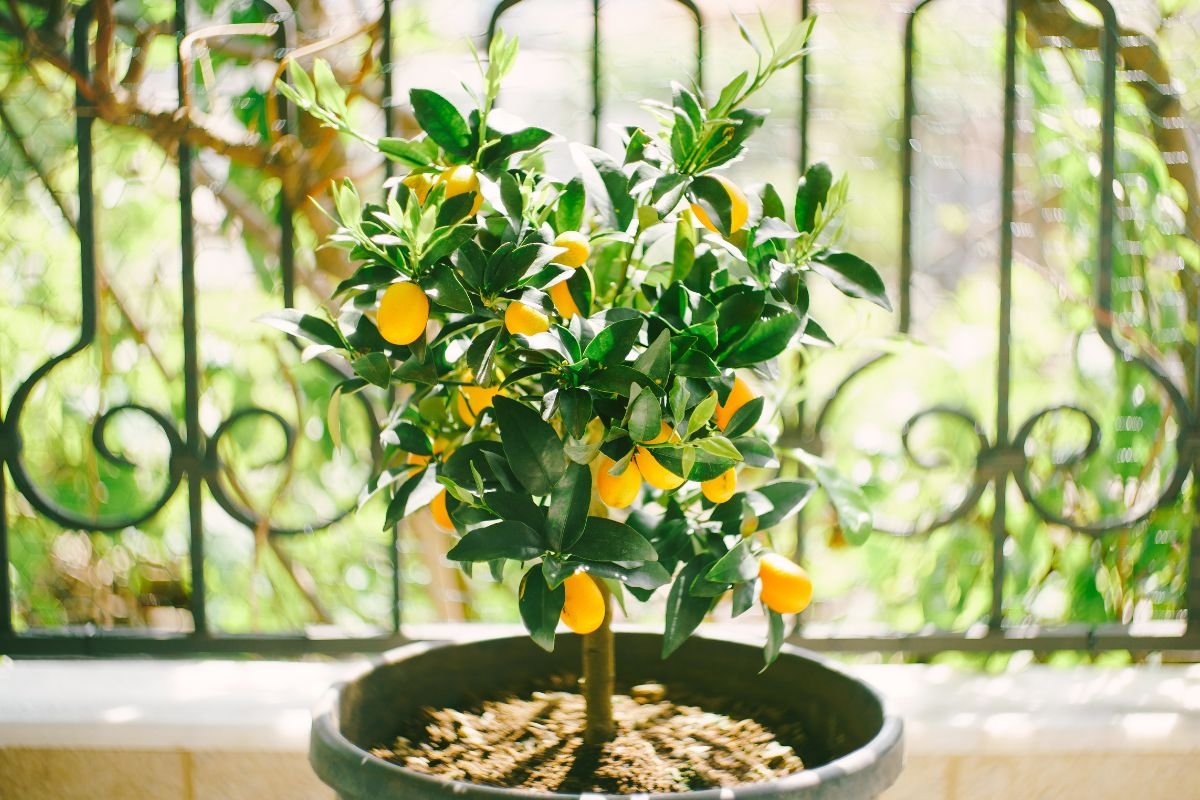 Kinkanai – sėkmės simbolis ir natūralus vitaminų šaltinis