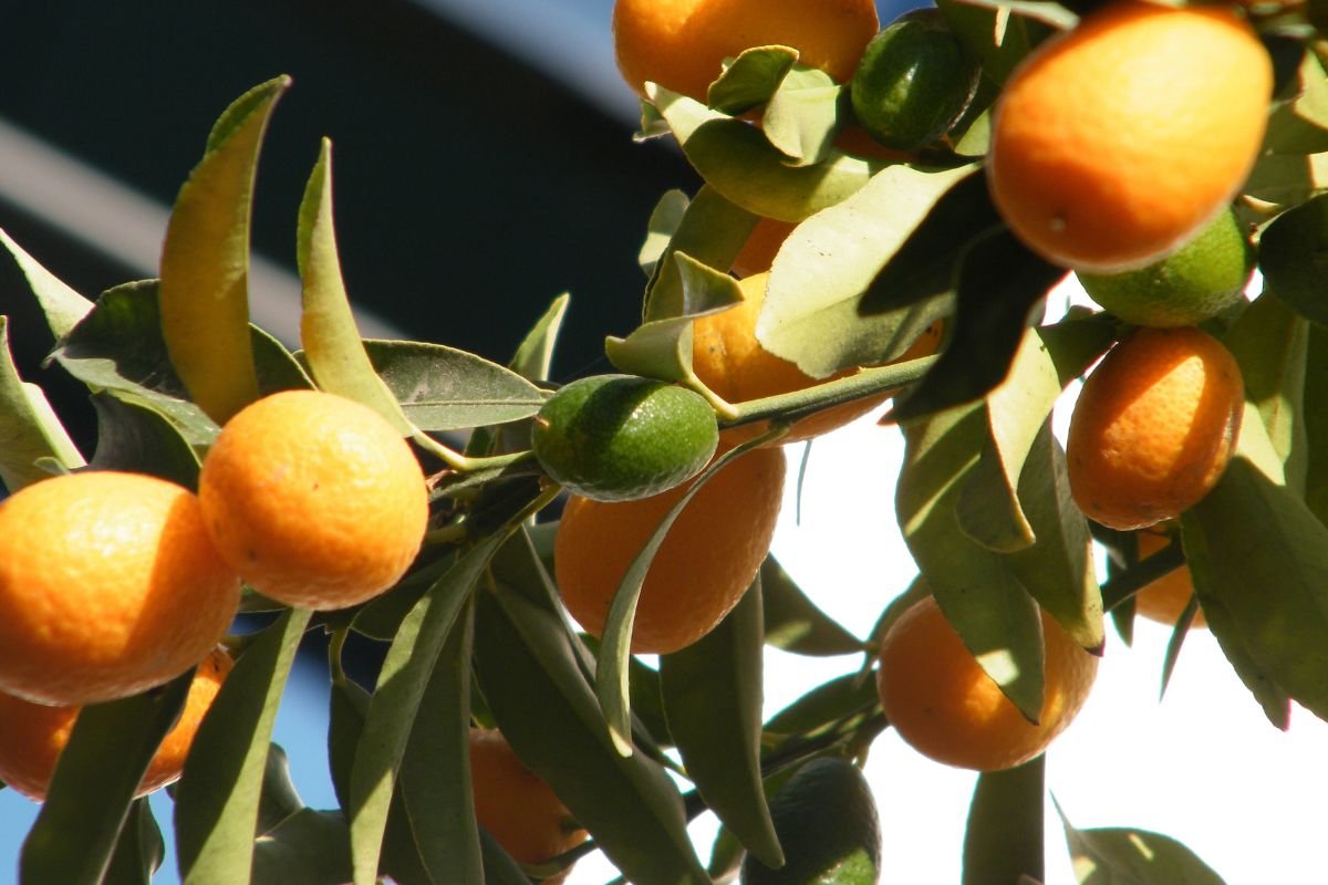 Kinkanai – sėkmės simbolis ir natūralus vitaminų šaltinis