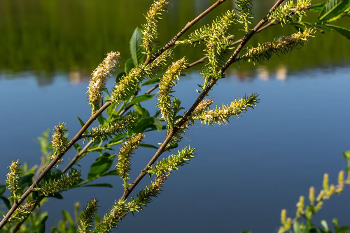 Žilvitis – karklas, kuris moka viską: nuo dekoro iki biokuro