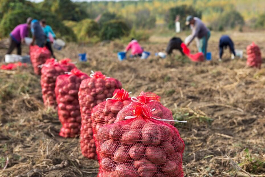 Kada kasti bulves: kaip nepavėluoti ir nenukasti per anksti?