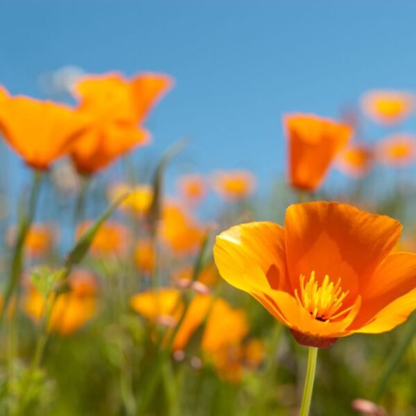 Skėtinė žvynabudė – mėsos skonio grybas, užaugantis kieme