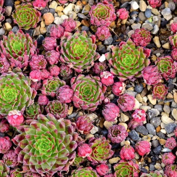 Kada Velykos 2025? Kaip pasiruošti ir švęsti prasmingai?