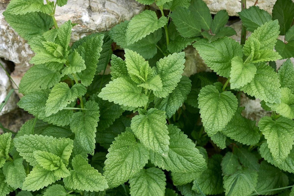 Citrininė melisa – vaistažolė, raminanti kūną ir sielą