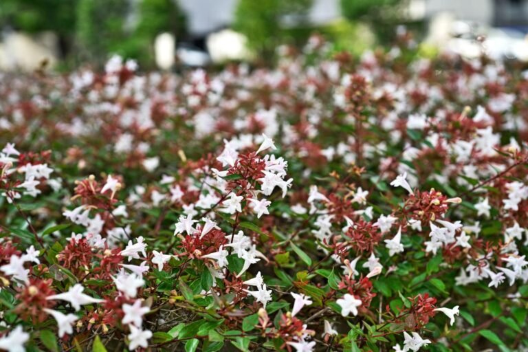 Kvapusis vytmenys (abelija) – aromatingas dekoratyvus krūmas