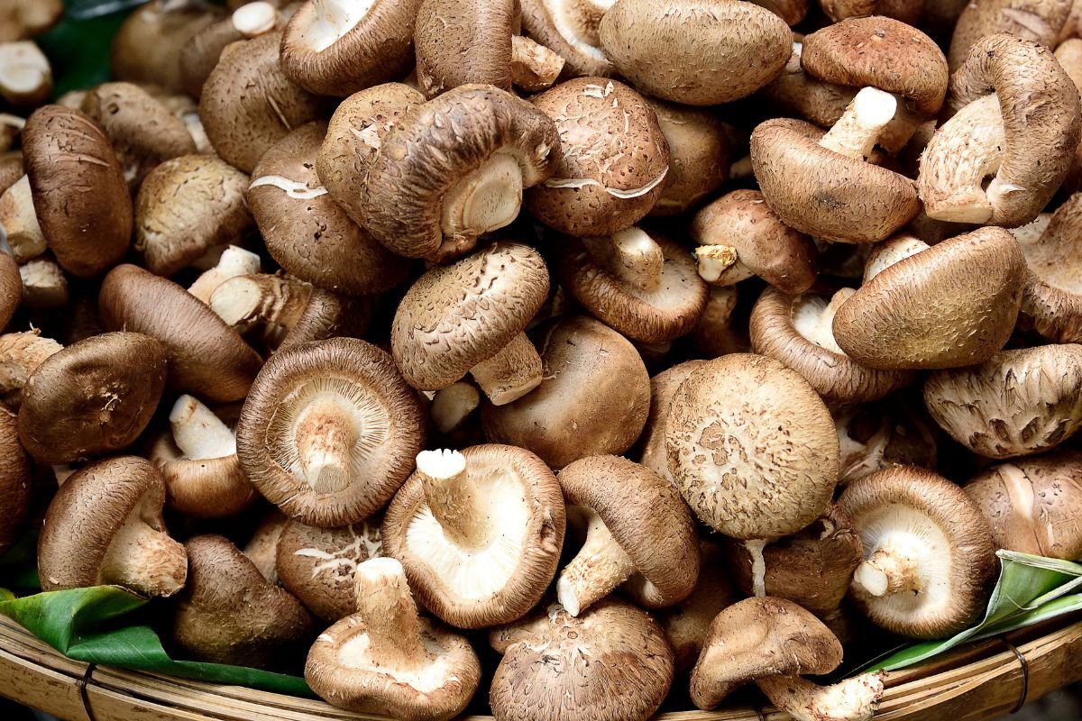 Šitake grybų auginimas namuose ant durpių briketų