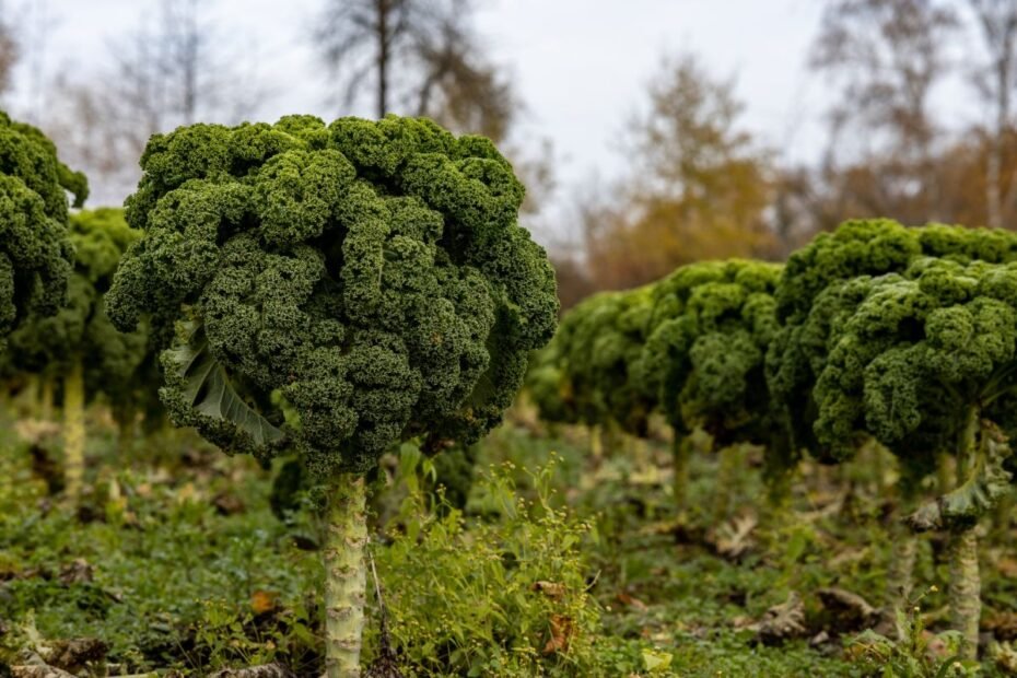 Lapiniai kopūstai: kaip auginti ir skinti visą sezoną